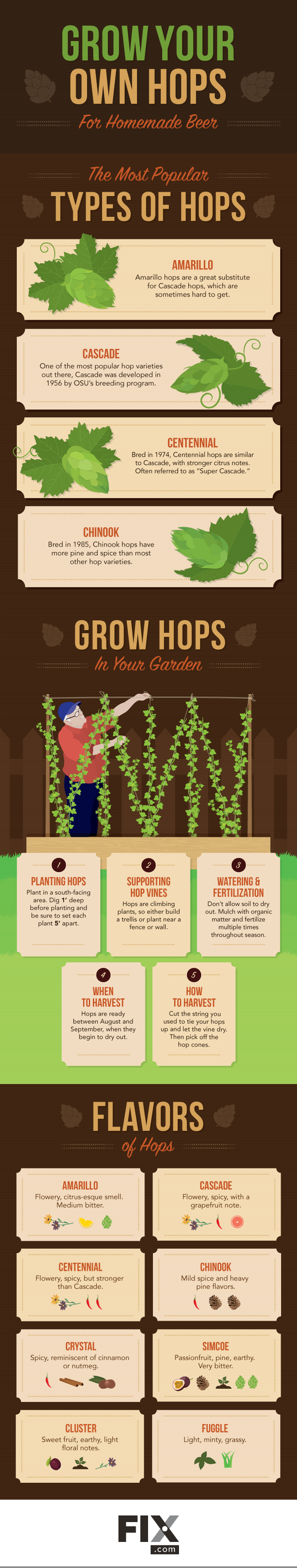 Growing Hops For Homemade Beer | Fix.com